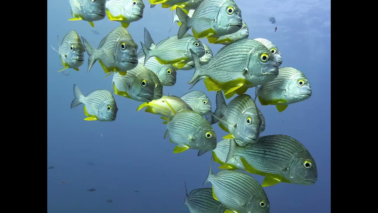 EU Landing Page | Blue Ocean Dive Resort