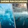 The Ultimate Sardine Run Adventure | Blue Ocean Dive Resort