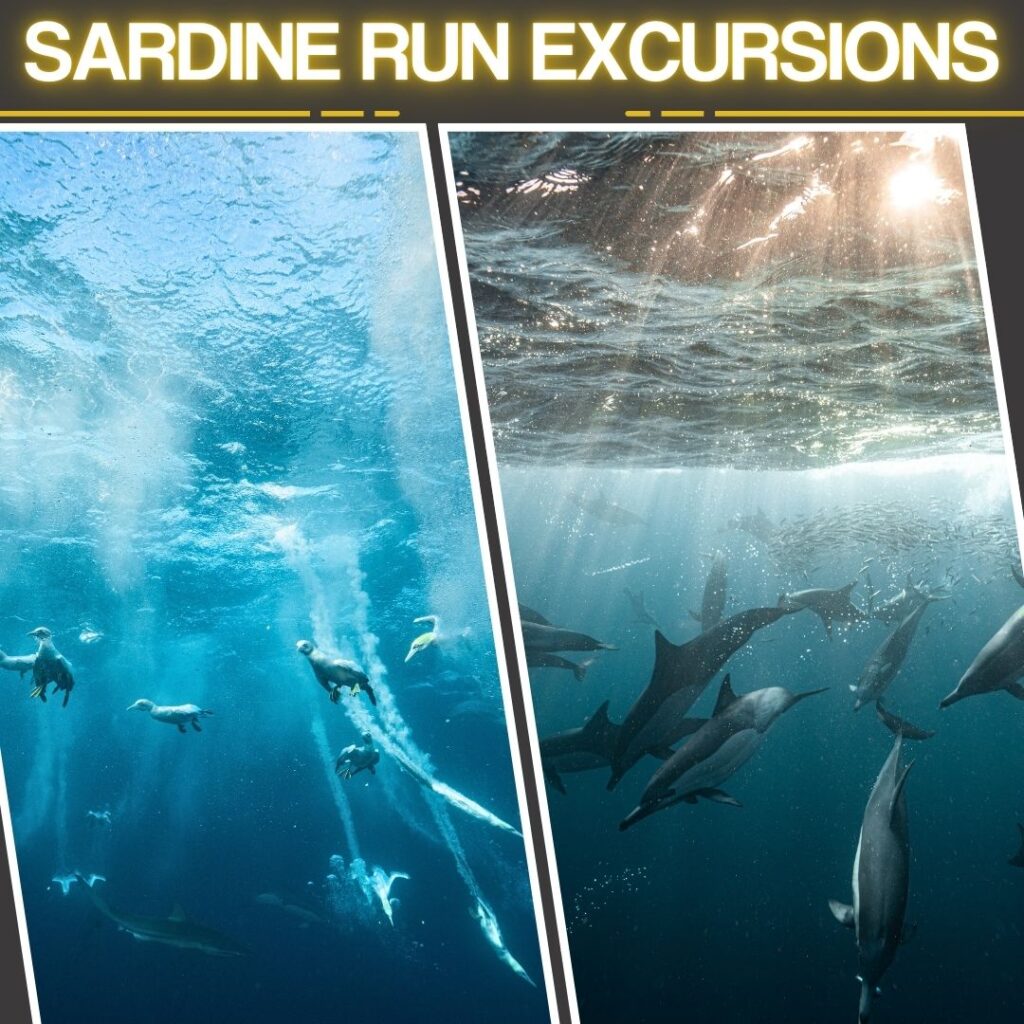 The Ultimate Sardine Run Adventure | Blue Ocean Dive Resort
