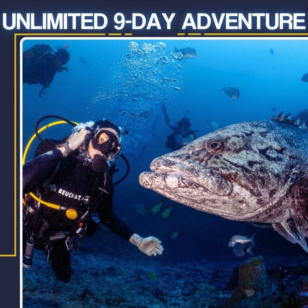 Discover South Africa’s Ultimate Dive & Safari Adventure | Blue Ocean ...