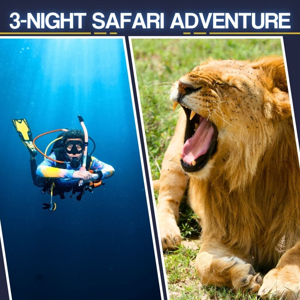 Discover South Africa’s Ultimate Dive & Safari Adventure | Blue Ocean ...