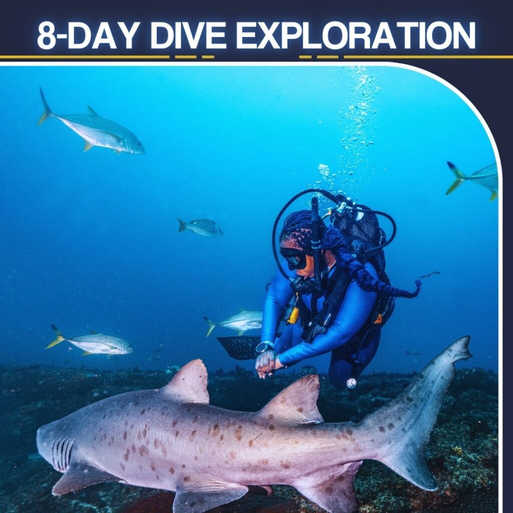 Discover South Africa’s Ultimate Dive & Safari Adventure | Blue Ocean ...