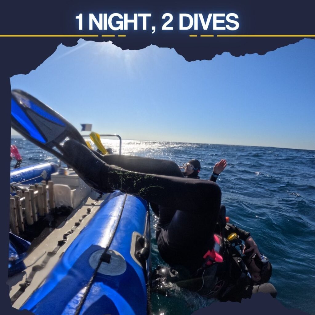 Discover South Africa’s Ultimate Dive & Safari Adventure | Blue Ocean ...