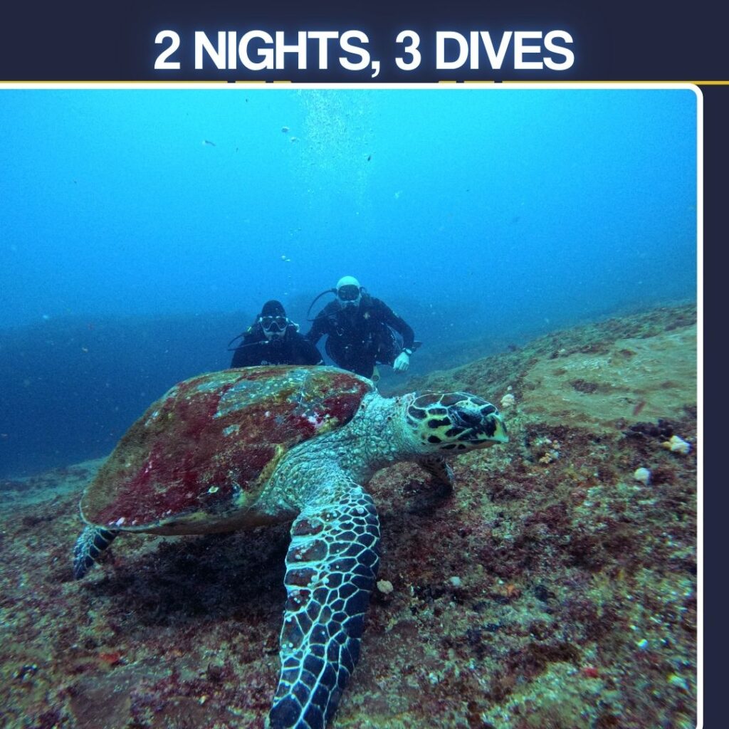 Discover South Africa’s Ultimate Dive & Safari Adventure | Blue Ocean ...