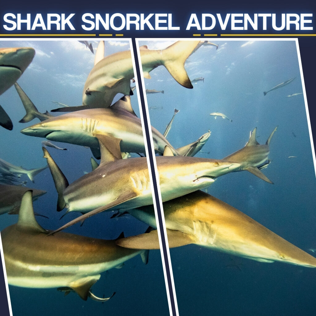 Discover South Africa’s Ultimate Dive & Safari Adventure | Blue Ocean ...