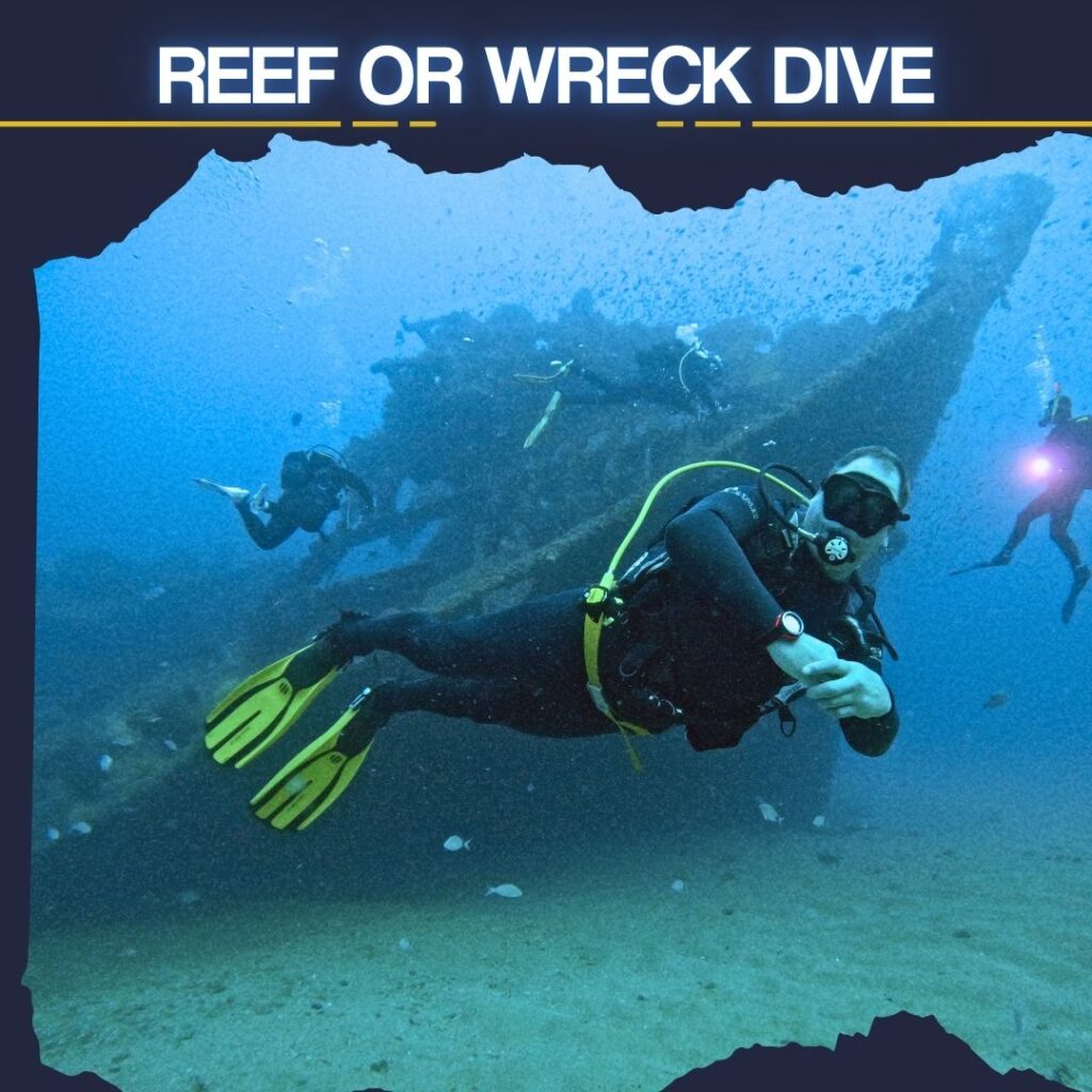 Discover South Africa’s Ultimate Dive & Safari Adventure | Blue Ocean ...