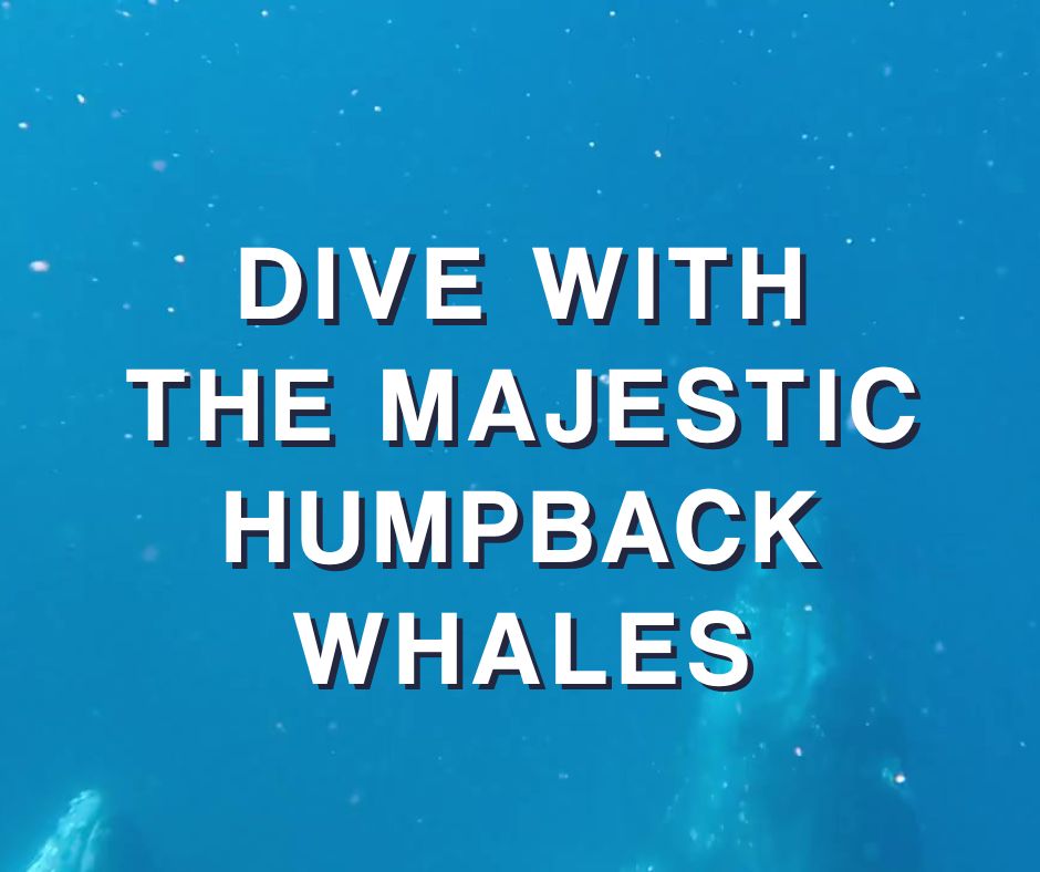 Humpback Whales | Blue Ocean Dive Resort